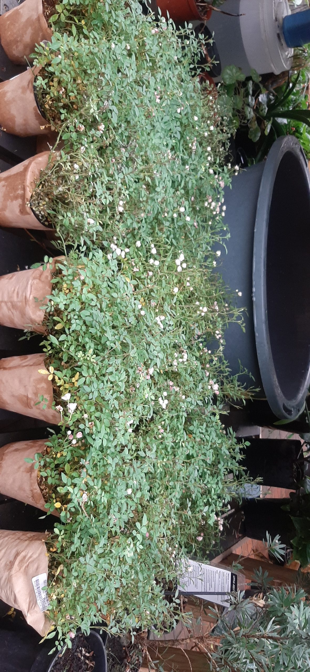 ROSE-MIX - Discovery Flowers