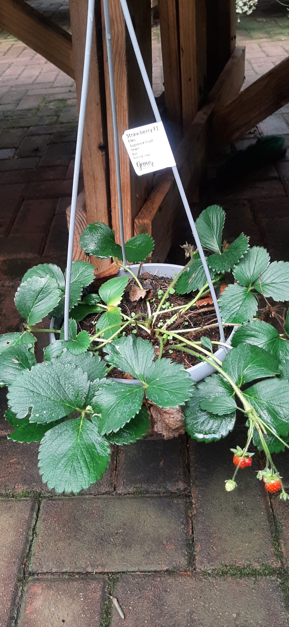 STRAWBERRY-ELAN - Discovery Flowers