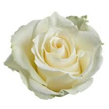 Albatross Rose (50cm) - Discovery Flowers